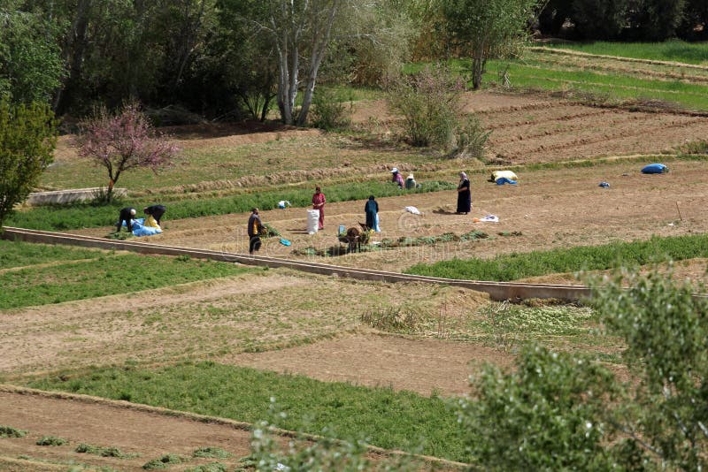 Moroccan Farming in an Oasis with Green Pastures Editorial Image ...