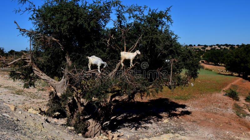 Moroccan Goats on Argan Tree Stock Image - Image of moroccan, goat ...