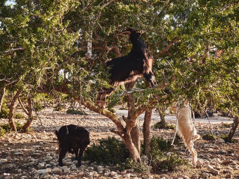 Moroccan Goats Climb the Argan Tree Stock Image - Image of argan ...