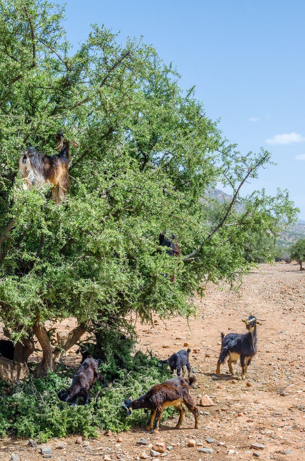 Moroccan Goats Climbed Up on Tree Eat Argan Tree Nuts in Morocco Stock ...