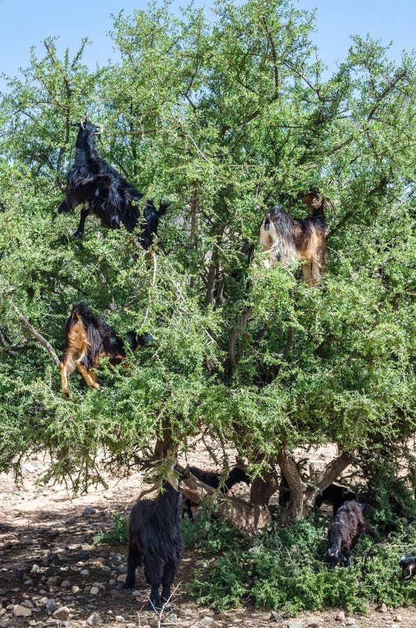 Moroccan Goats in an Argan Tree Eating Argan Nuts Stock Image - Image ...