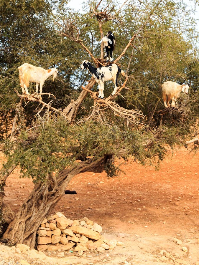 Moroccan goats stock photo. Image of animal, trees, funny - 46521262