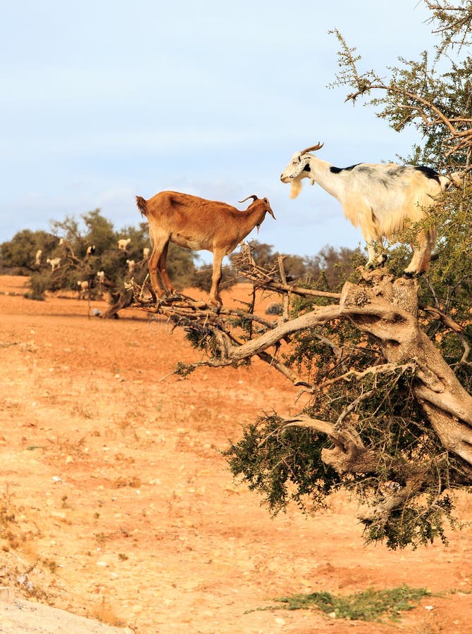 Moroccan goats stock image. Image of outdoor, behavior - 49053615