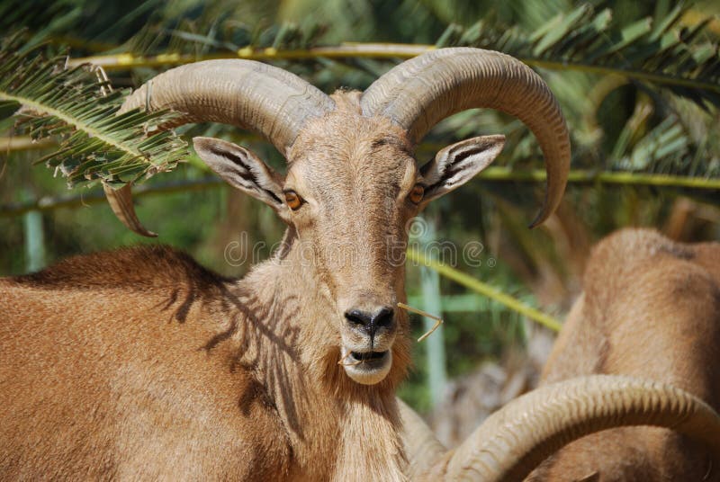 Moroccan mountain goat stock photo. Image of summer, park - 7412788