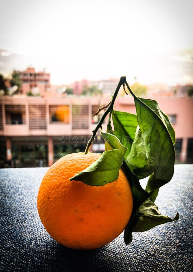 Moroccan oranges with twig stock image. Image of twig - 138883333