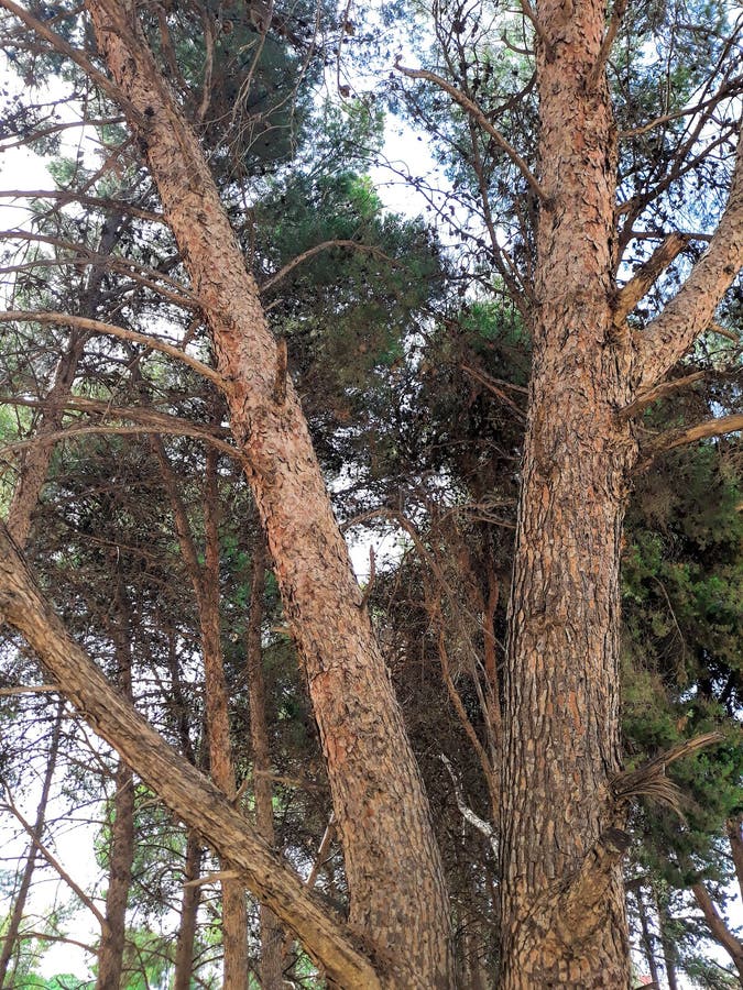 Moroccan Pin Sylvestre Tree Stock Image - Image of forest, sylvestre ...