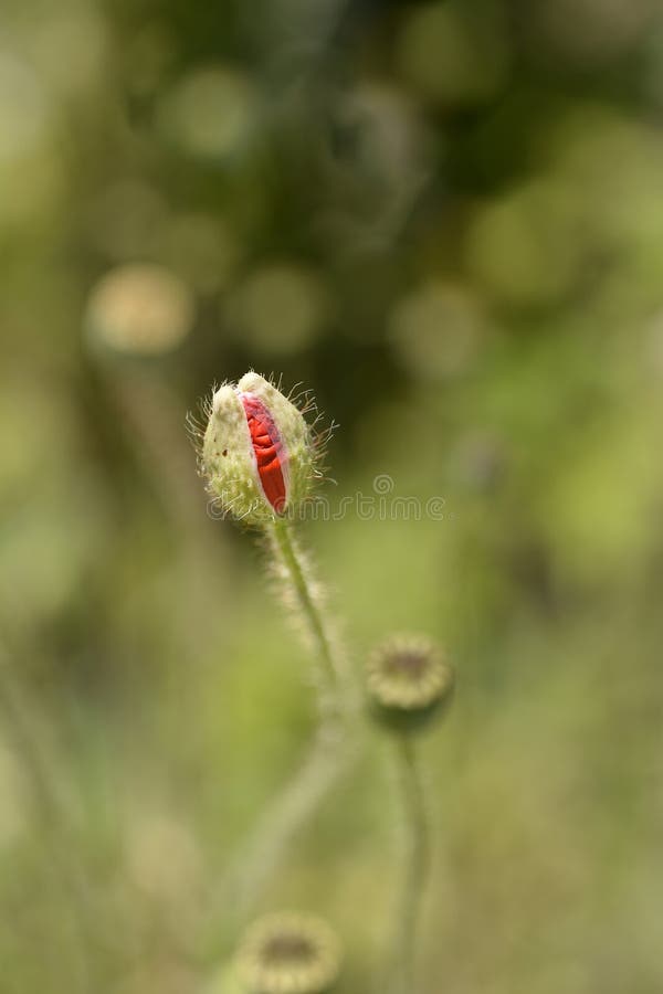 Moroccan Poppy Seed Capsule Stock Photos - Free & Royalty-Free Stock ...