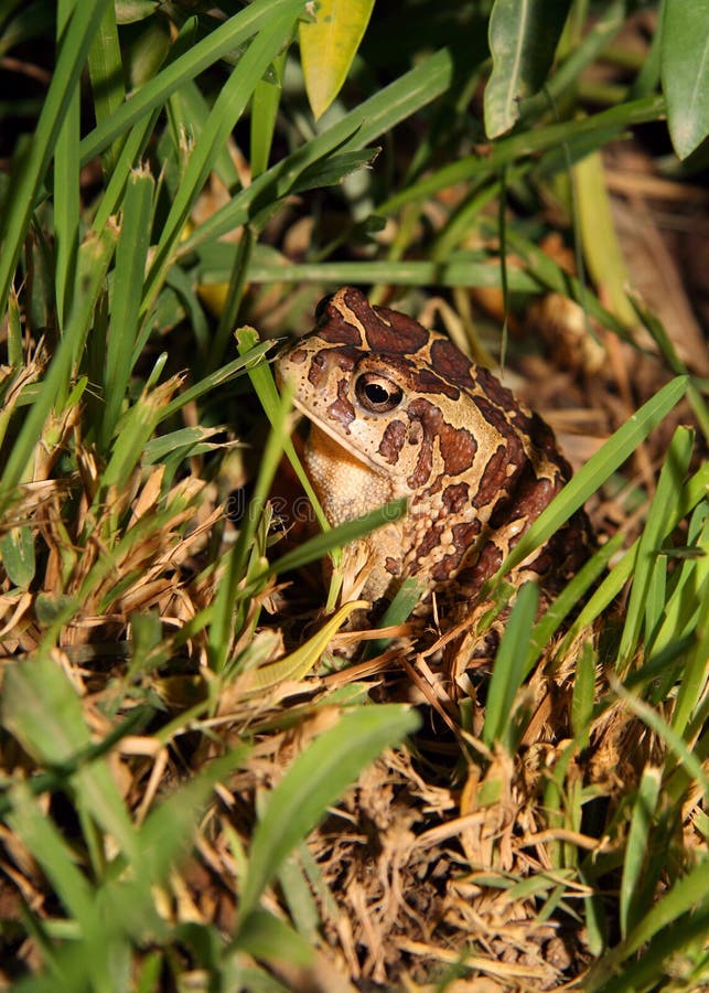 Moroccan Spadefoot Toad (Pelobates Varaldii) Stock Photo - Image of ...
