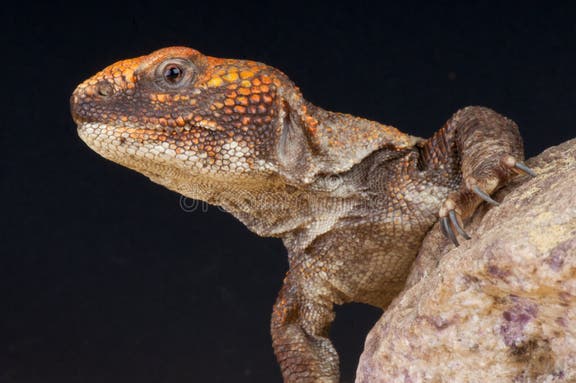 Moroccan Spiny-tailed Agama Stock Image - Image of scale, tailed: 15569193