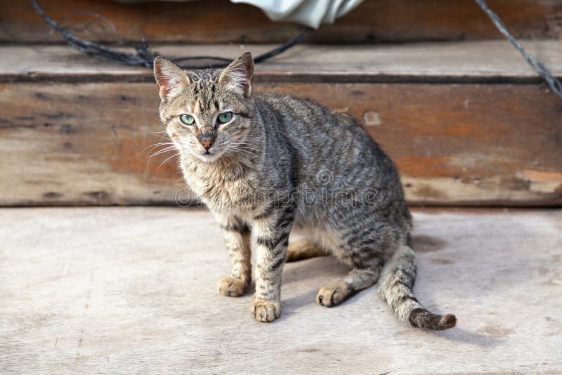 Moroccan Straight Tabby Cat Stock Image - Image of morocco, theme ...