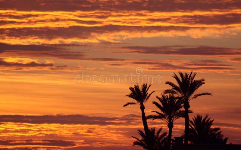 Moroccan Sunset - Near Marrakesh Stock Image - Image of palm, trees ...