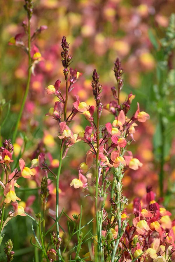 Linaria Maroccana Moroccan Toadflax Stock Photos - Free & Royalty-Free ...