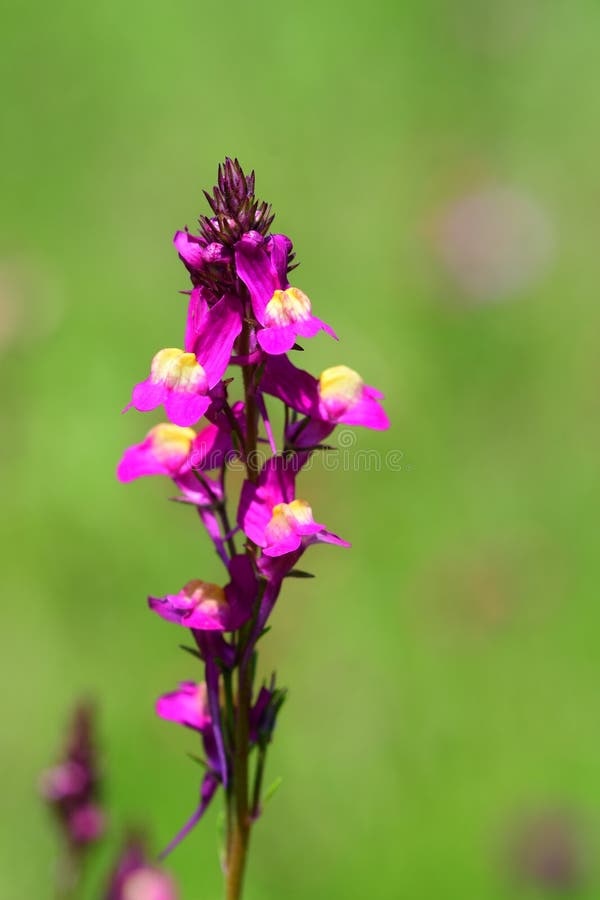 Linaria Maroccana