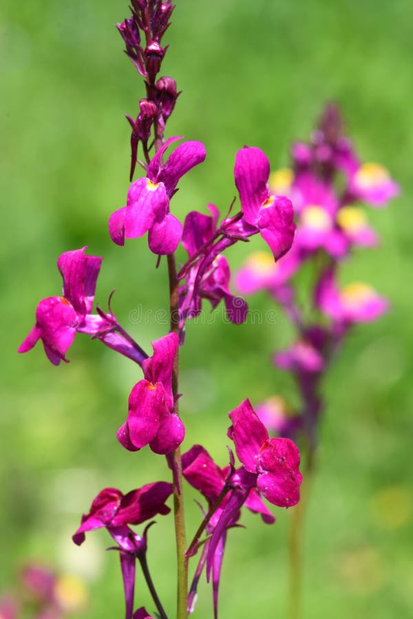 Moroccan Toadflax Linaria Maroccana Stock Image - Image of macro ...