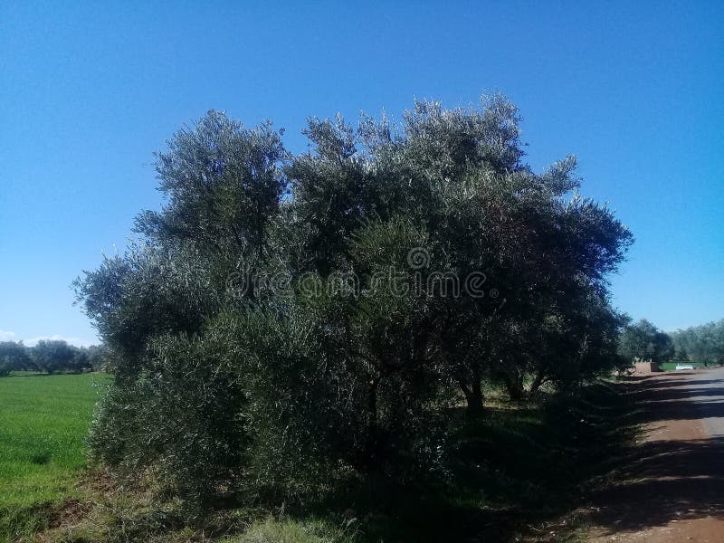 Moroccan Trees stock image. Image of moroccan, trees - 108629681