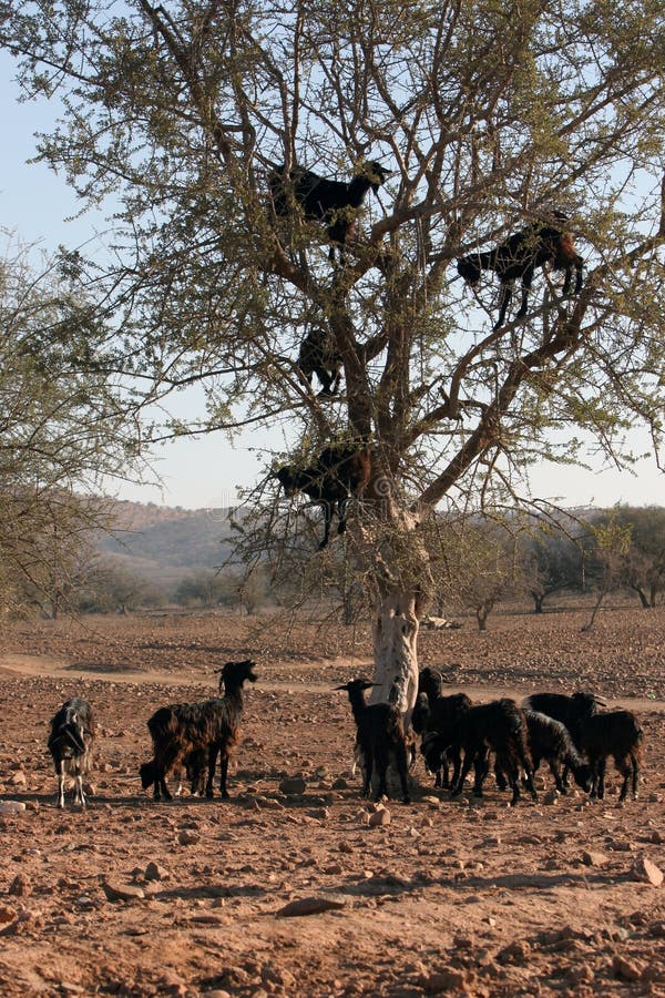 Devil sheep stock image. Image of ouessant, meadow, aries - 3334441