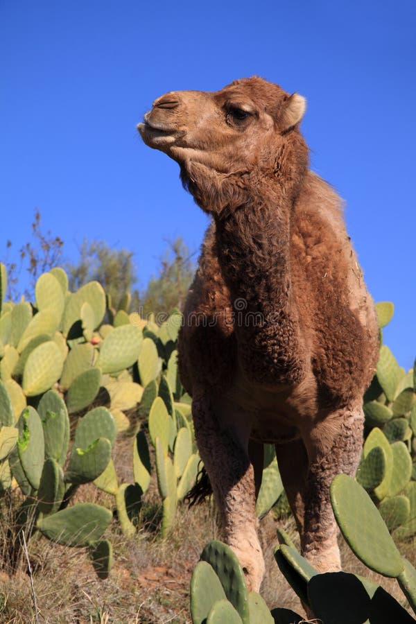 427 Camel Cactus Stock Photos - Free & Royalty-Free Stock Photos from ...