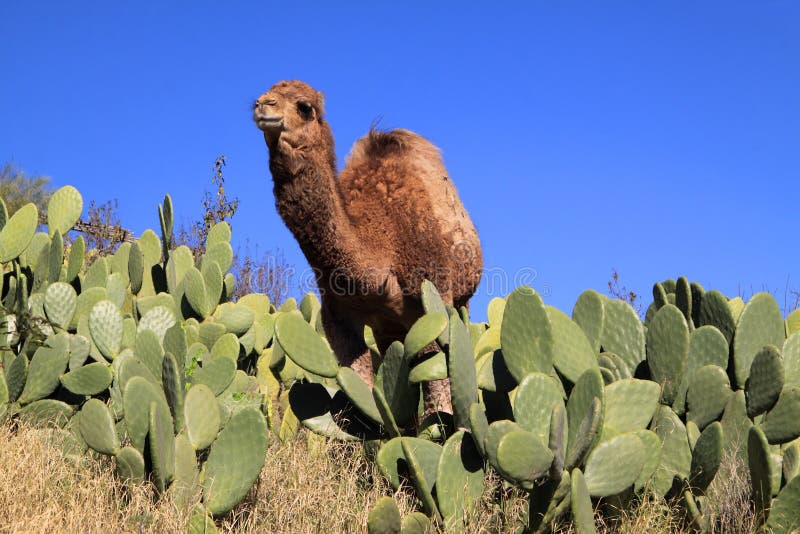 Morocco. Camel in Cactus Field. Stock Photo - Image of head, adventure ...