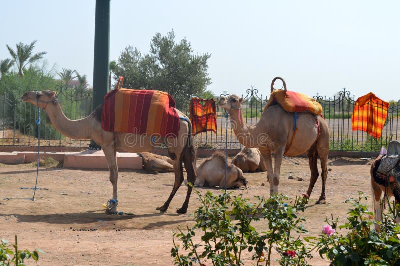Morocco. Caravan of Camels. a Fragment from the daily Life of Unique ...