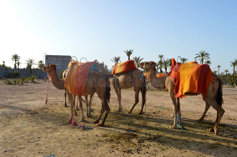 Morocco. Caravan of Camels. a Fragment from the daily Life of Unique ...