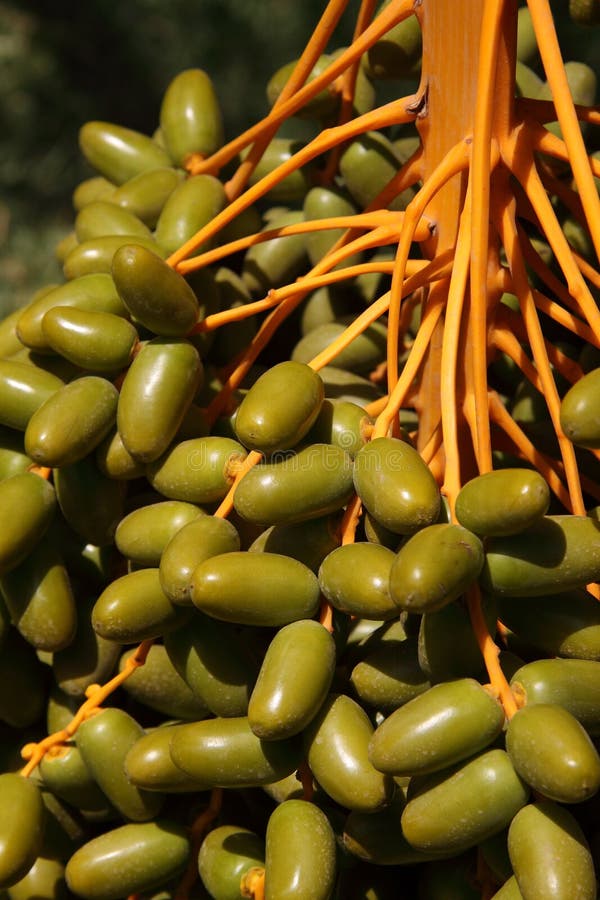 Morocco Dates on the Palm Tree Stock Image - Image of unripe, africa ...