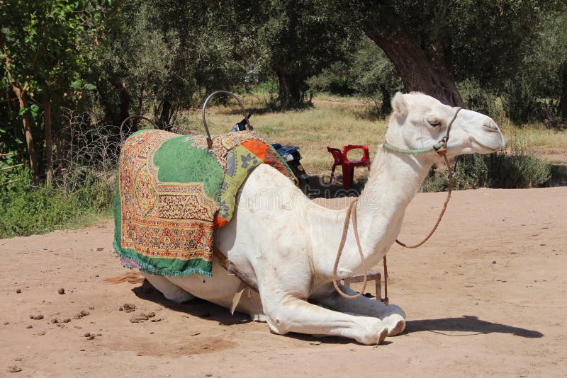 Morocco, Marrakesh: Camel Rides Stock Image - Image of camels, holidays ...