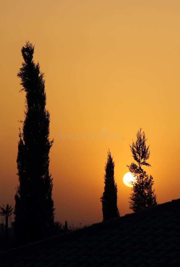 127 African Cypress Stock Photos - Free & Royalty-Free Stock Photos ...