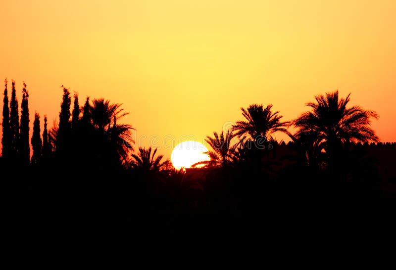 Morocco, Marrakesh, Silhouette of Palm Trees at Sunset. Stock Image ...