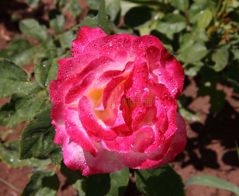 Morocco Pink fire rose stock image. Image of bush, petal - 26122147