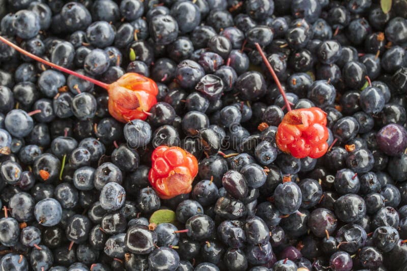 Moroshka Del Rovo, Montagne, Stone7 Immagine Stock - Immagine di verde ...