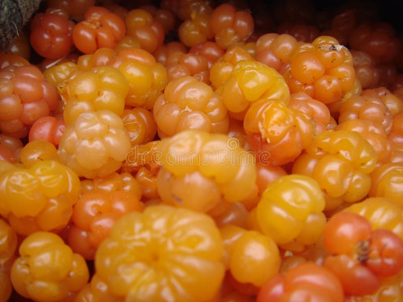 Moroshka Del Rovo, Montagne, Stone7 Immagine Stock - Immagine di verde ...