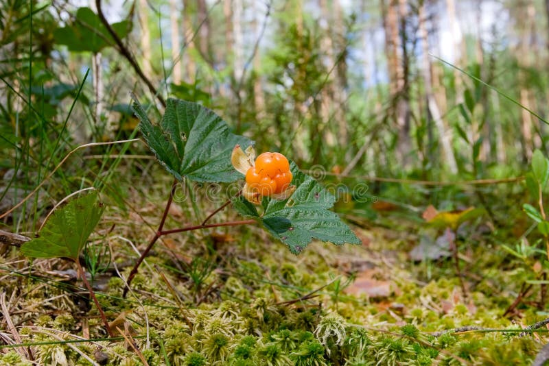Dojrzała Moroszka (Rubus Chamaemorus) Zdjęcie Stock - Obraz złożonej z ...