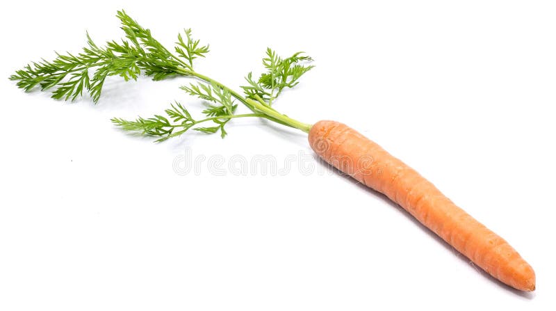 Morot arkivfoto. Bild av vitt, stängning, brigham, fint - 102742528