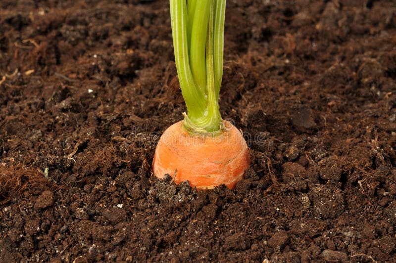 Morot Växande Växt Som Isoleras På Vit Bakgrund Arkivfoto - Bild av ...