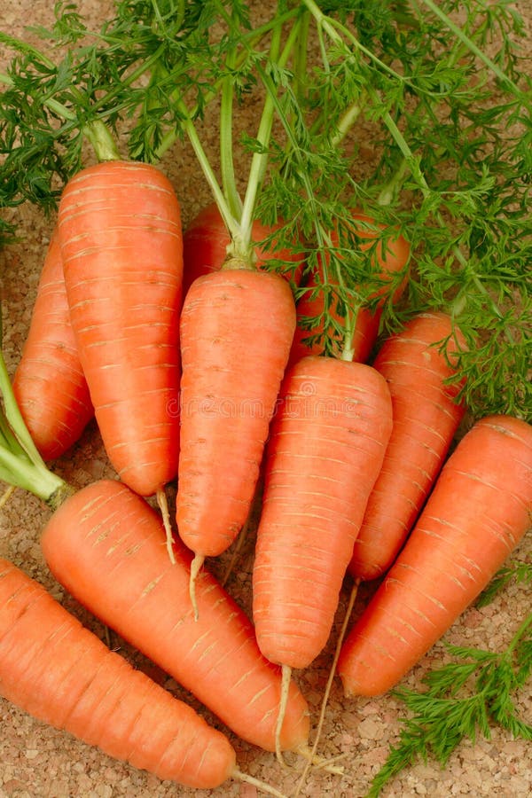 Morot arkivfoto. Bild av morot, livsmedel, växt, rota - 14644742