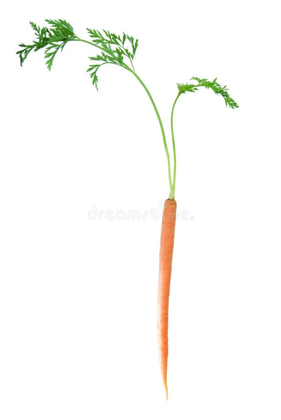 Morot fotografering för bildbyråer. Bild av vitt, grönsak - 7864019