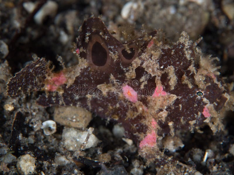 Morph O Subespecie Del Frogfish Ocellated Imagen de archivo - Imagen de ...