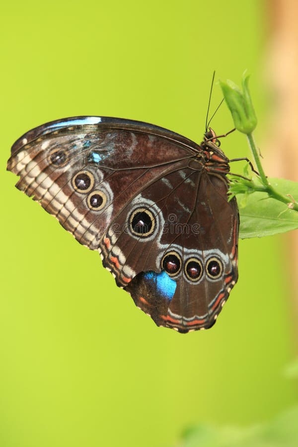 Morpho azul imagen de archivo. Imagen de tropical, insecto - 26516423