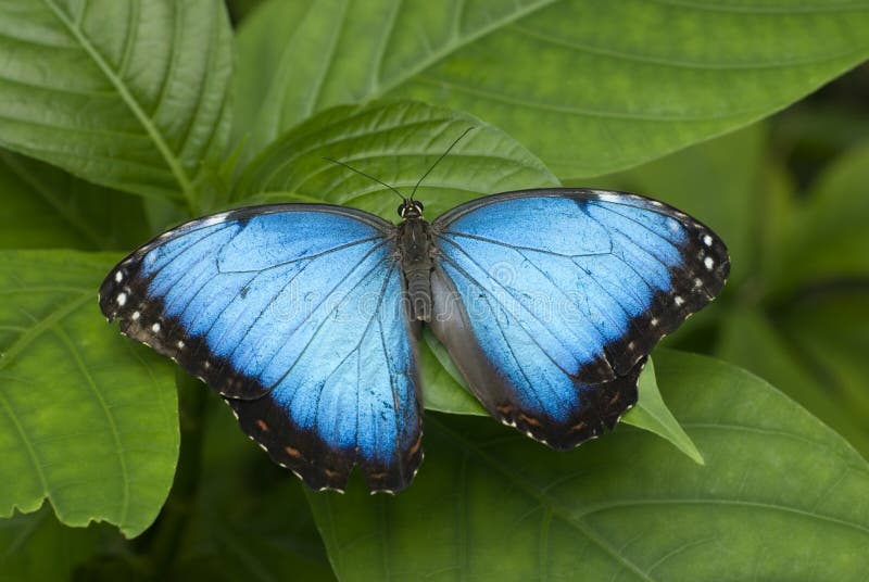 Nature Tropicale En Costa Rica Papillon Bleu, Peleides De Morpho, Se ...