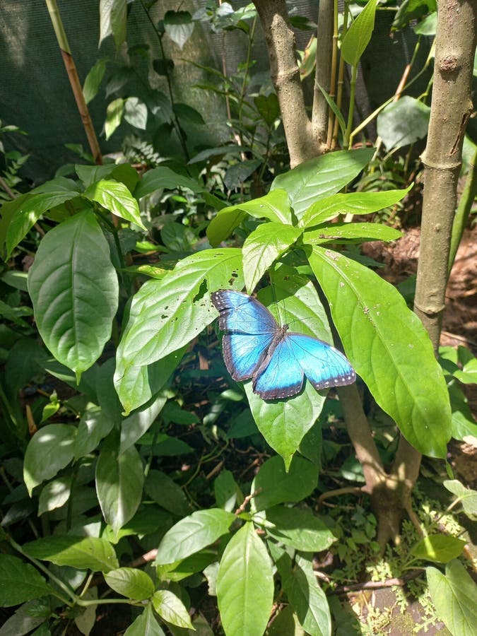 Morpho Blue Butterfly Mariposa Papillon Stock Photo - Image of fruit ...