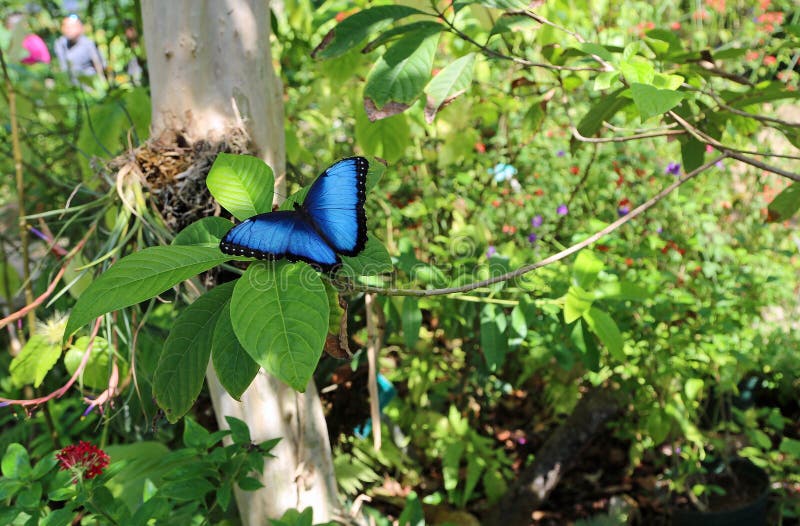 Morpho Blue Butterfly on a Tree Stock Image - Image of leaf, morpho ...