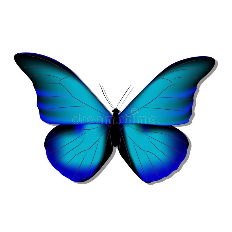 Blue Butterfly Morph Stock Illustrations – 36 Blue Butterfly Morph ...