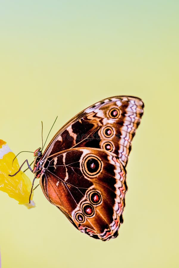 Morpho butterfly stock image. Image of insect, spring - 138127299