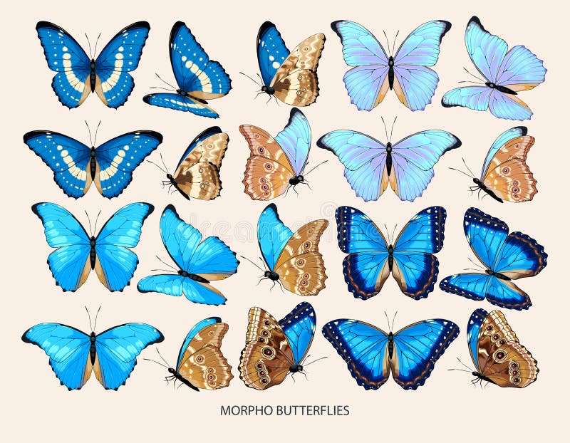 Morpho Butterfly Vector Art in Different Views Stock Vector ...