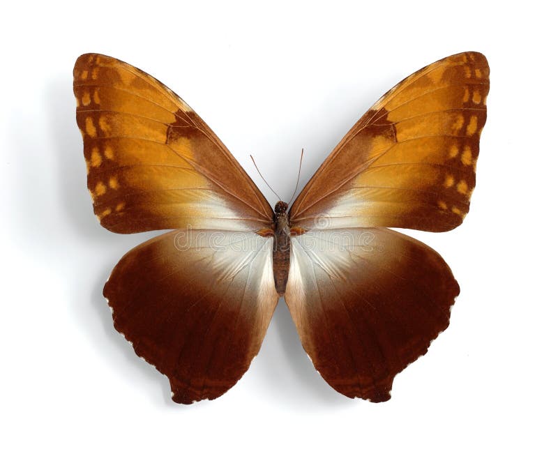 Butterfly - Morpho Hecuba Obidonus Stock Image - Image of life ...