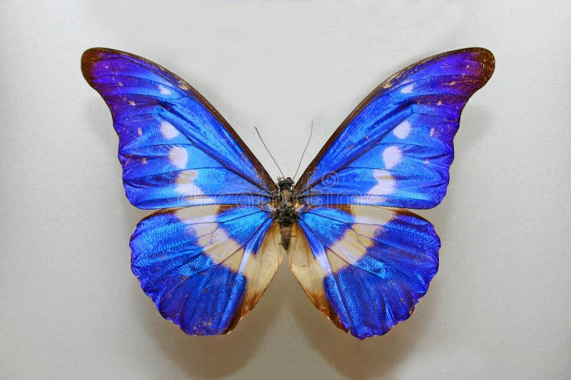 Morpho Helena Butterfly stock photo. Image of botanic, details - 955724