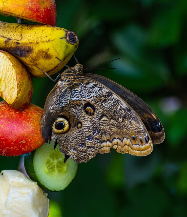 Morpho Peleides Aka Peleides Blue Morpho Es Una Mariposa Tropical ...