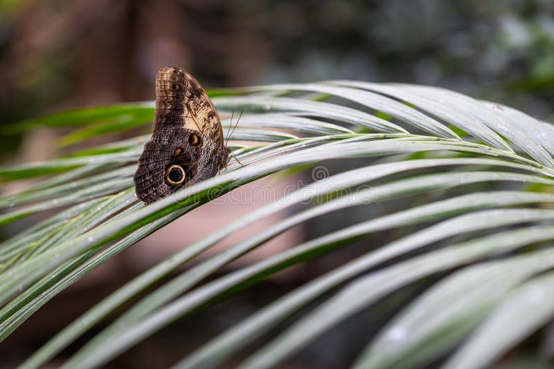 Morpho Peleides - a Beautiful Brown Butterfly with an Eye on the Wing ...