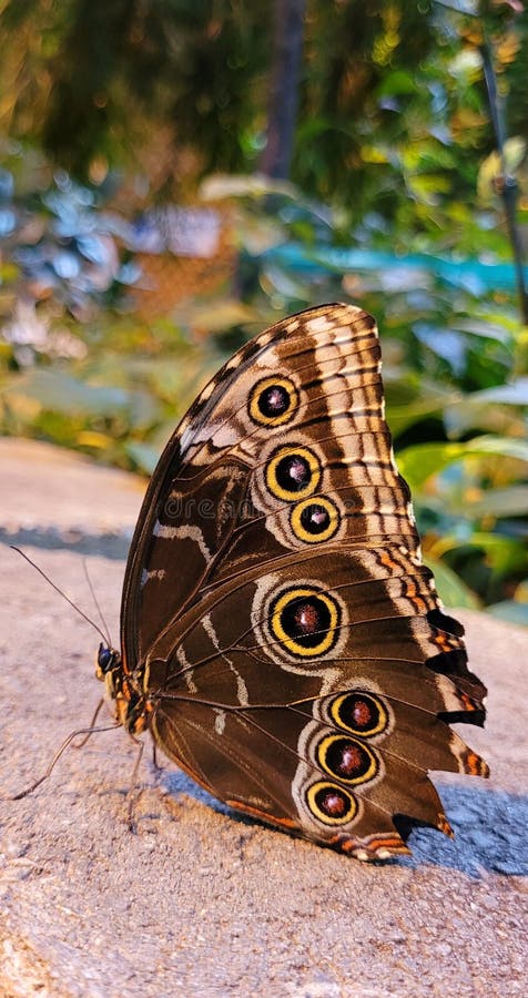 Morpho Peleides Blue Morpho Butterfly Stock Image - Image of plant ...