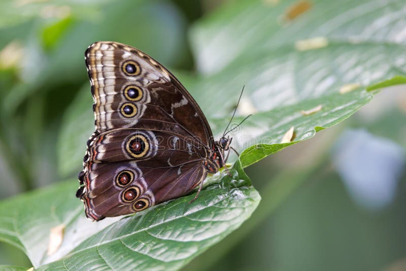 Morpho Peleides, the Peleides Blue Morpho Stock Photo - Image of color ...